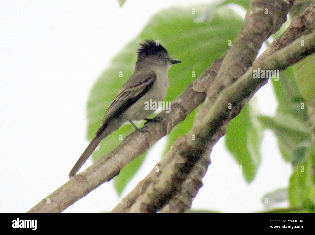 Sibilator hi-res stock photography and images - Alamy