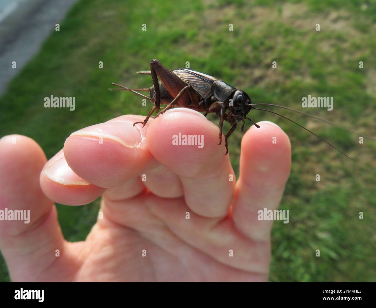 Australian Black Field Cricket (Teleogryllus commodus Stock Photo - Alamy