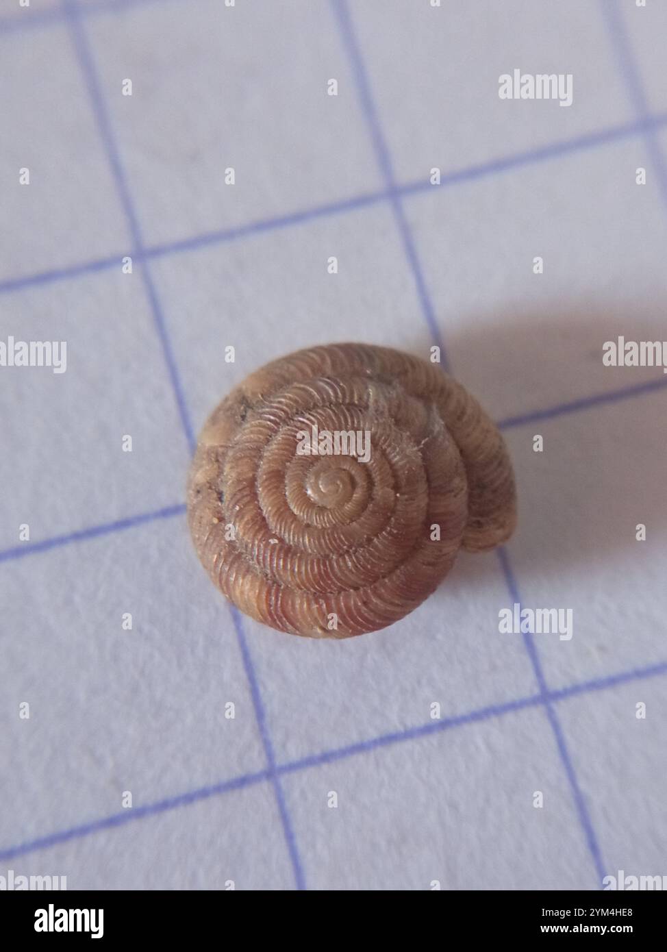 Rotundatus hi-res stock photography and images - Alamy