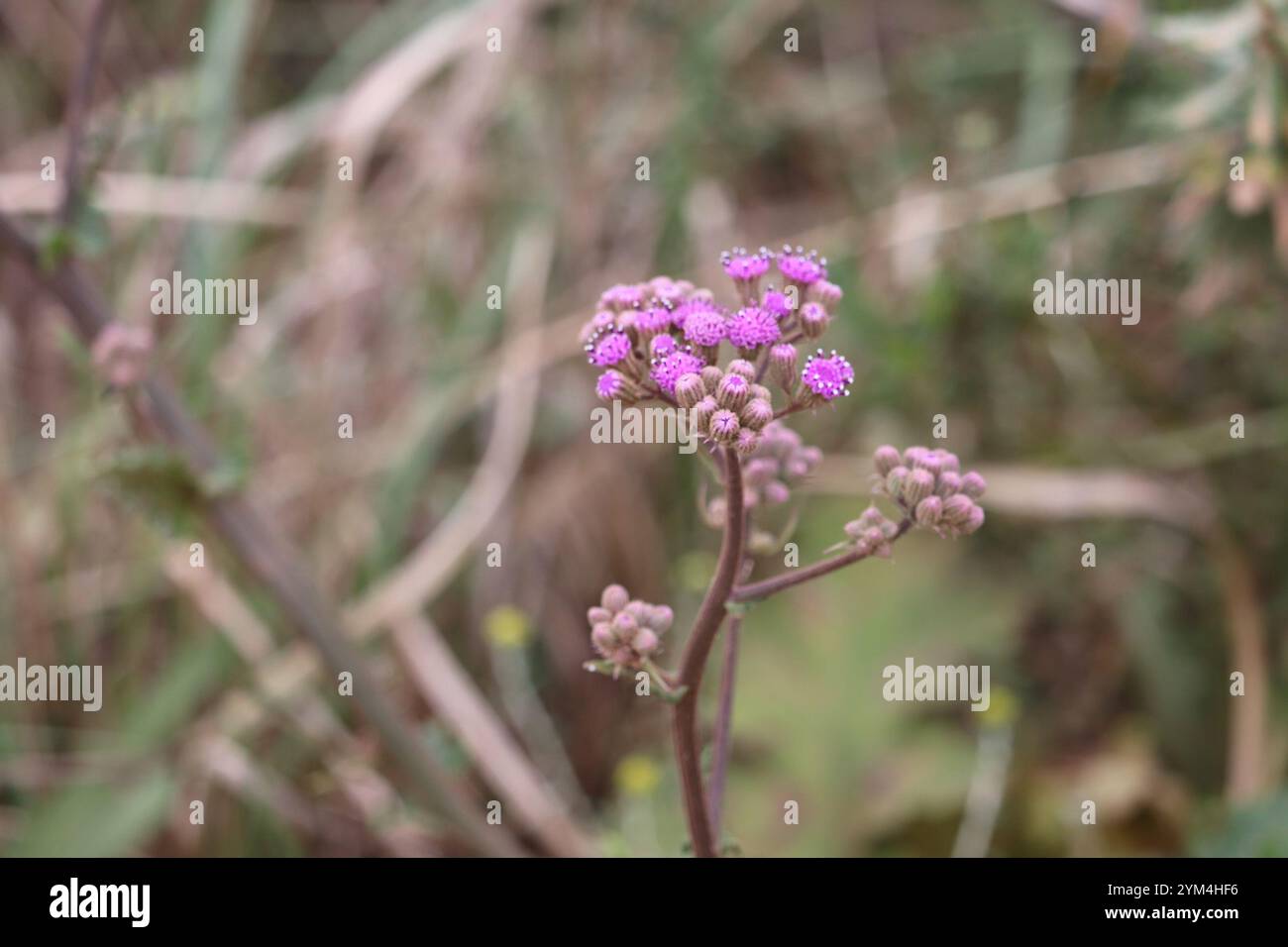 Purple Ragwort (Senecio purpureus Stock Photo - Alamy