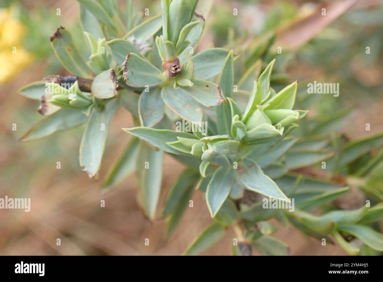 Common Curryflower (Lasiosiphon capitatus Stock Photo - Alamy