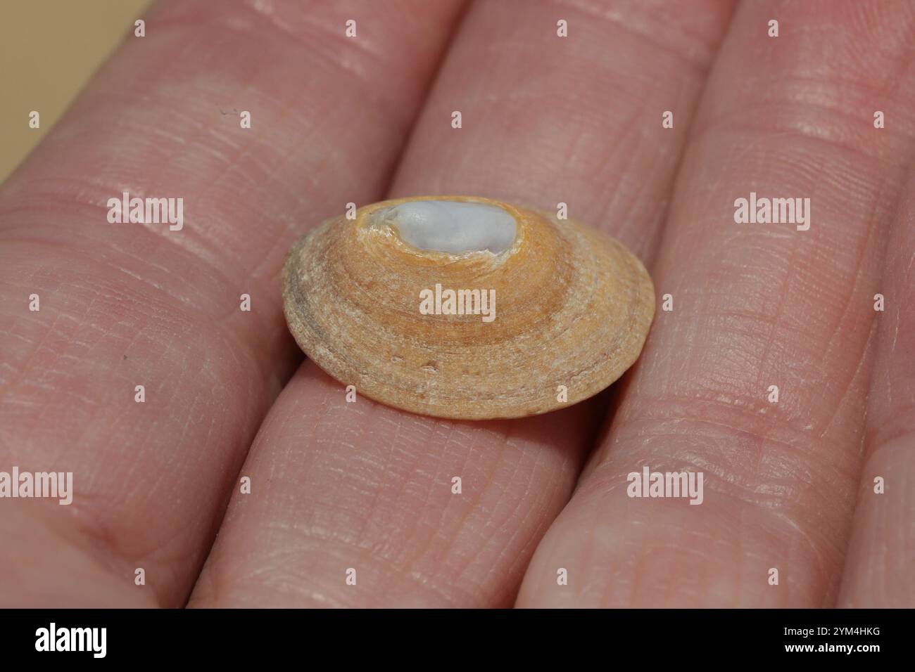 Blue-rayed Limpet (Patella pellucida Stock Photo - Alamy