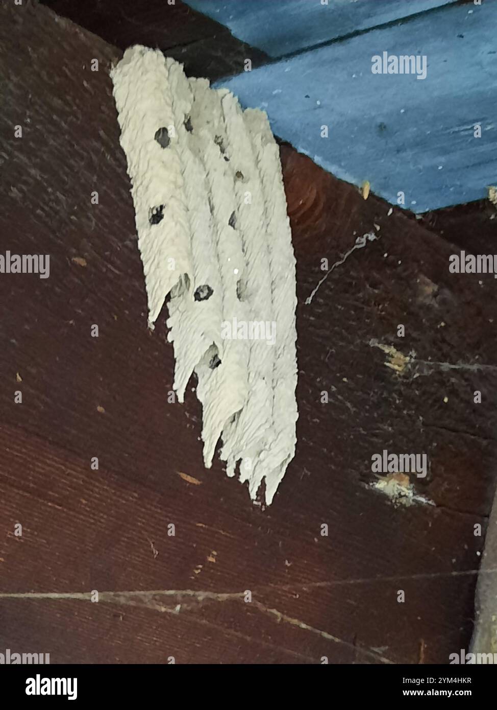 Trypoxylon politum wasp hi-res stock photography and images - Alamy