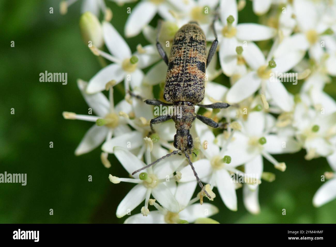 Blackspotted Longhorn Beetle (Rhagium mordax Stock Photo - Alamy
