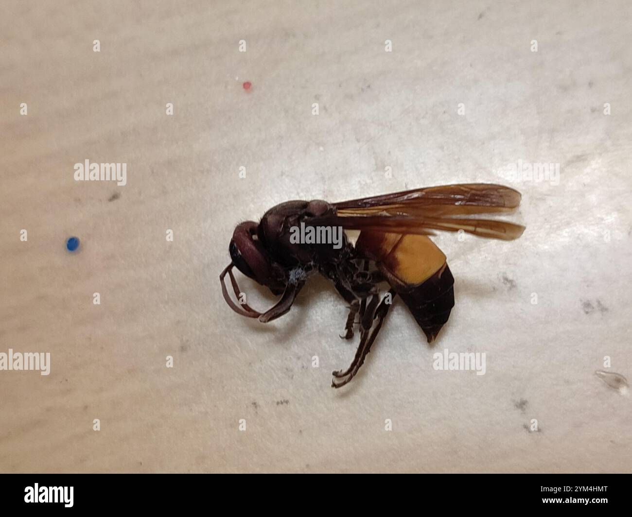 Lesser Banded Hornet (Vespa affinis Stock Photo - Alamy