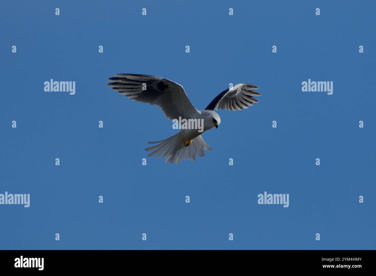 White-tailed Kite (Elanus leucurus Stock Photo - Alamy