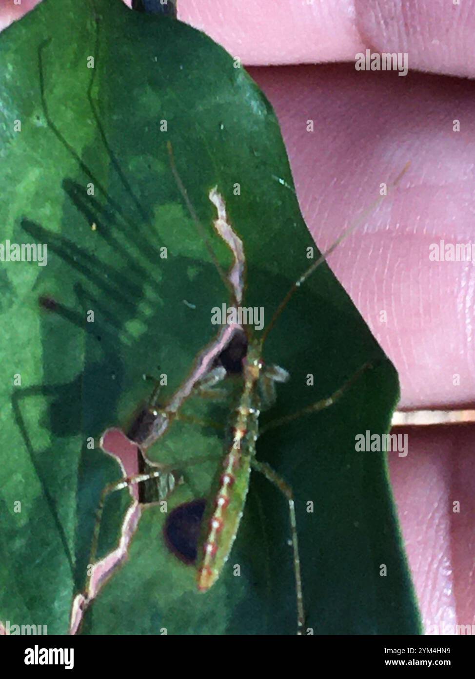Pale Green Assassin Bug (Zelus luridus Stock Photo - Alamy