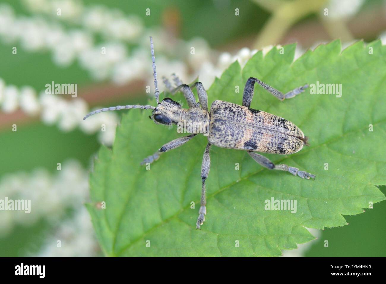 Blackspotted Longhorn Beetle (Rhagium mordax Stock Photo - Alamy