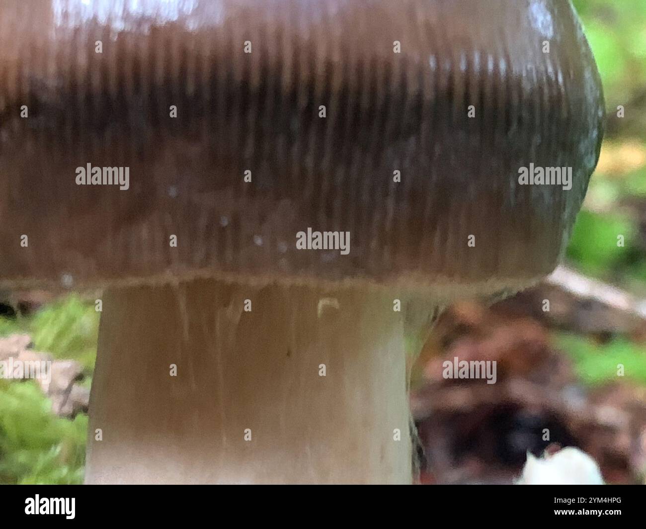 Western Grisette (Amanita pachycolea Stock Photo - Alamy