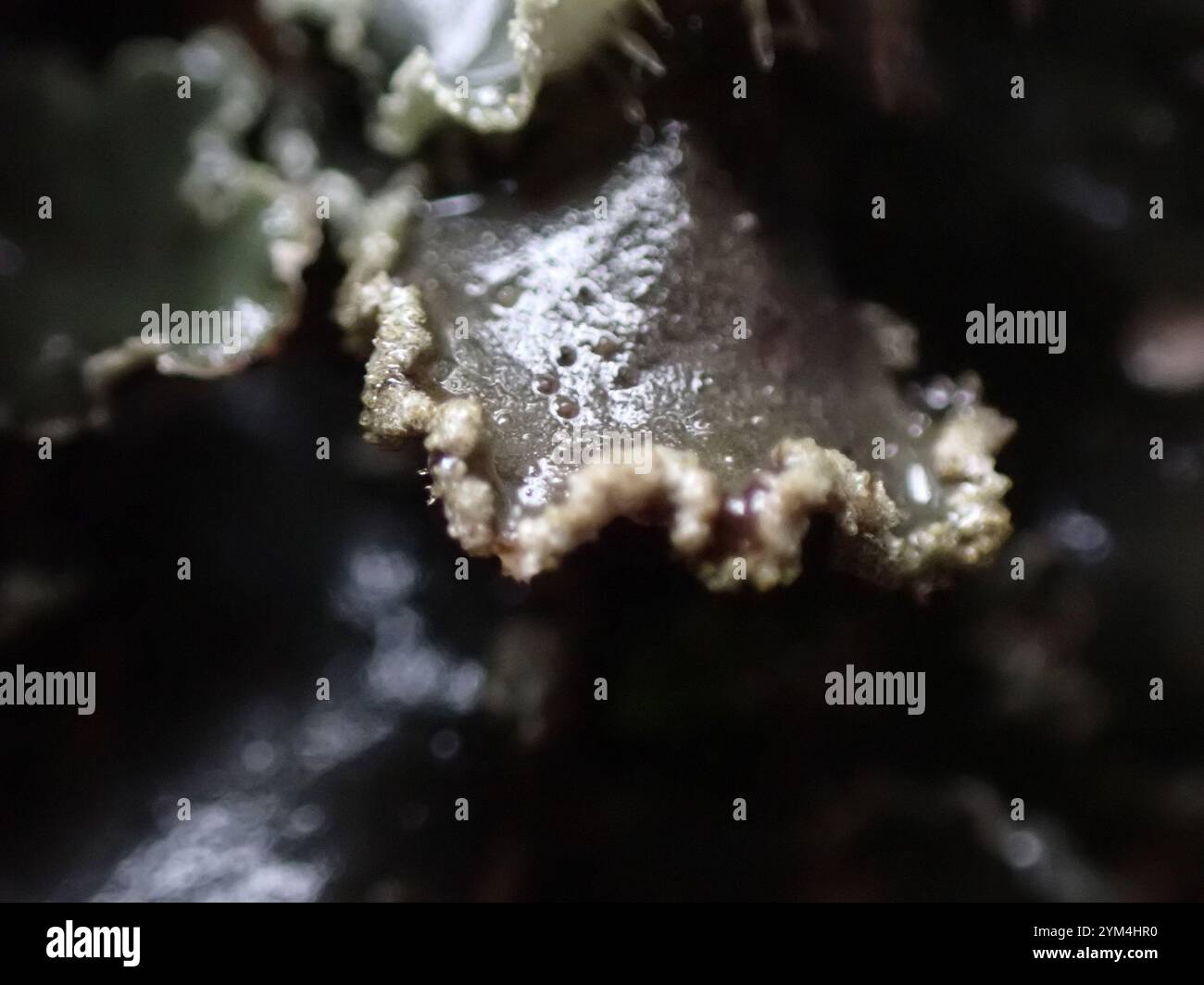 tree pelt lichen (Peltigera collina Stock Photo - Alamy