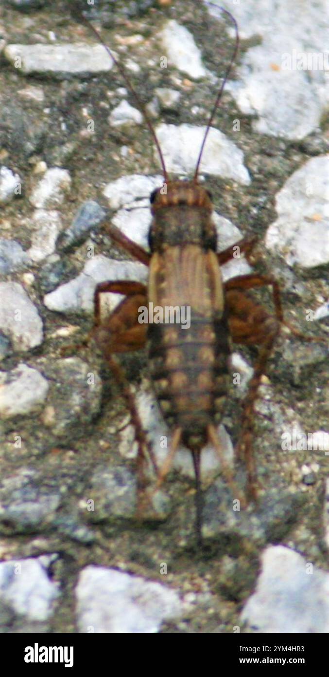 Striped Ground Cricket (Allonemobius fasciatus Stock Photo - Alamy