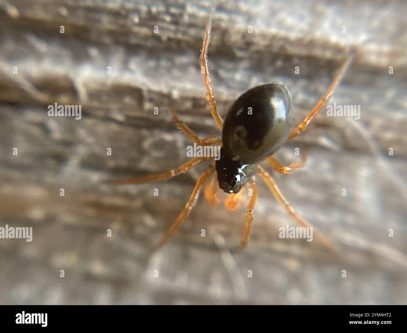 Dwarf Spiders (Erigoninae Stock Photo - Alamy