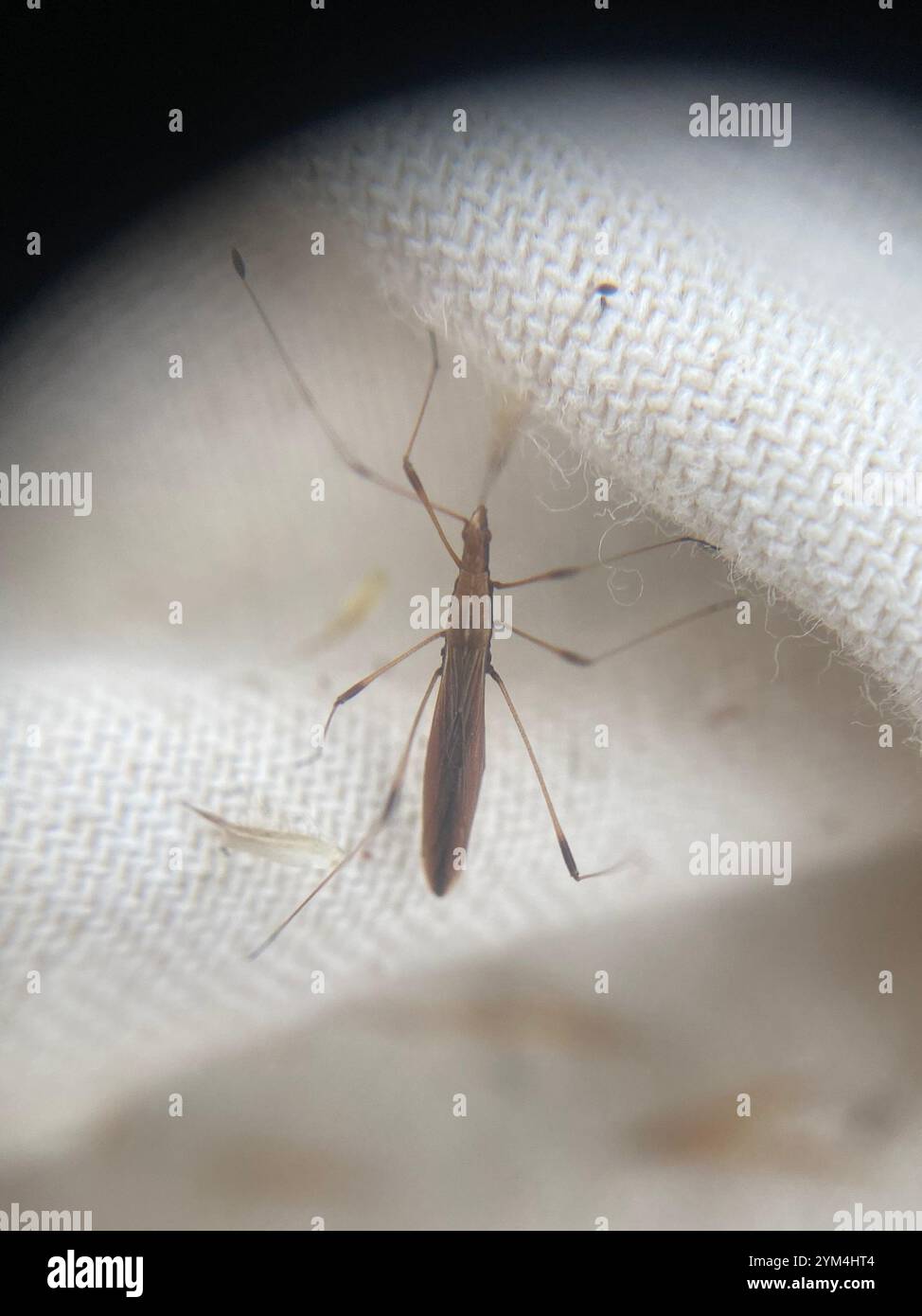 Stilt Bugs (Berytidae Stock Photo - Alamy