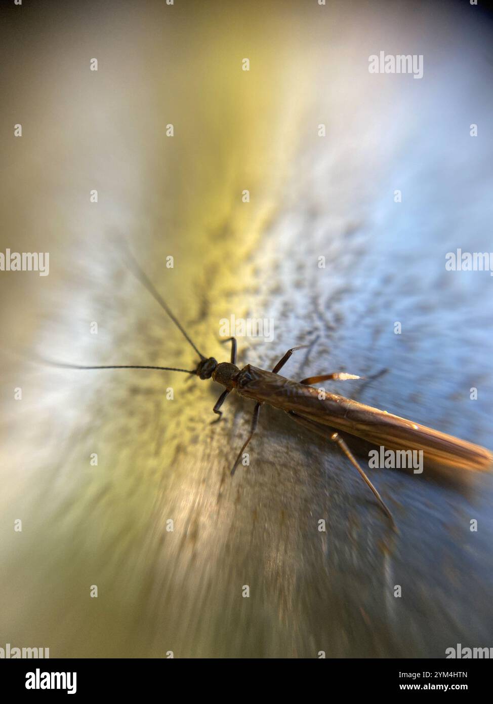 Rolled-winged Stoneflies (Leuctridae Stock Photo - Alamy