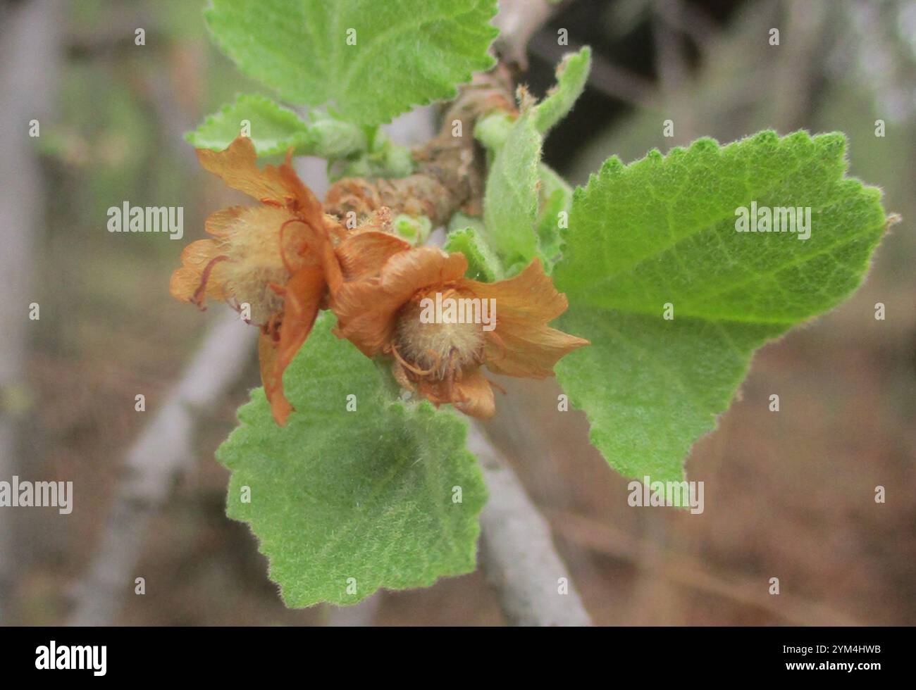 South African Wild Pear (Dombeya rotundifolia Stock Photo - Alamy