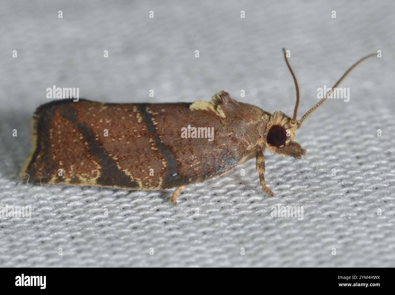 Hickory Leafroller Moth (Argyrotaenia juglandana Stock Photo - Alamy