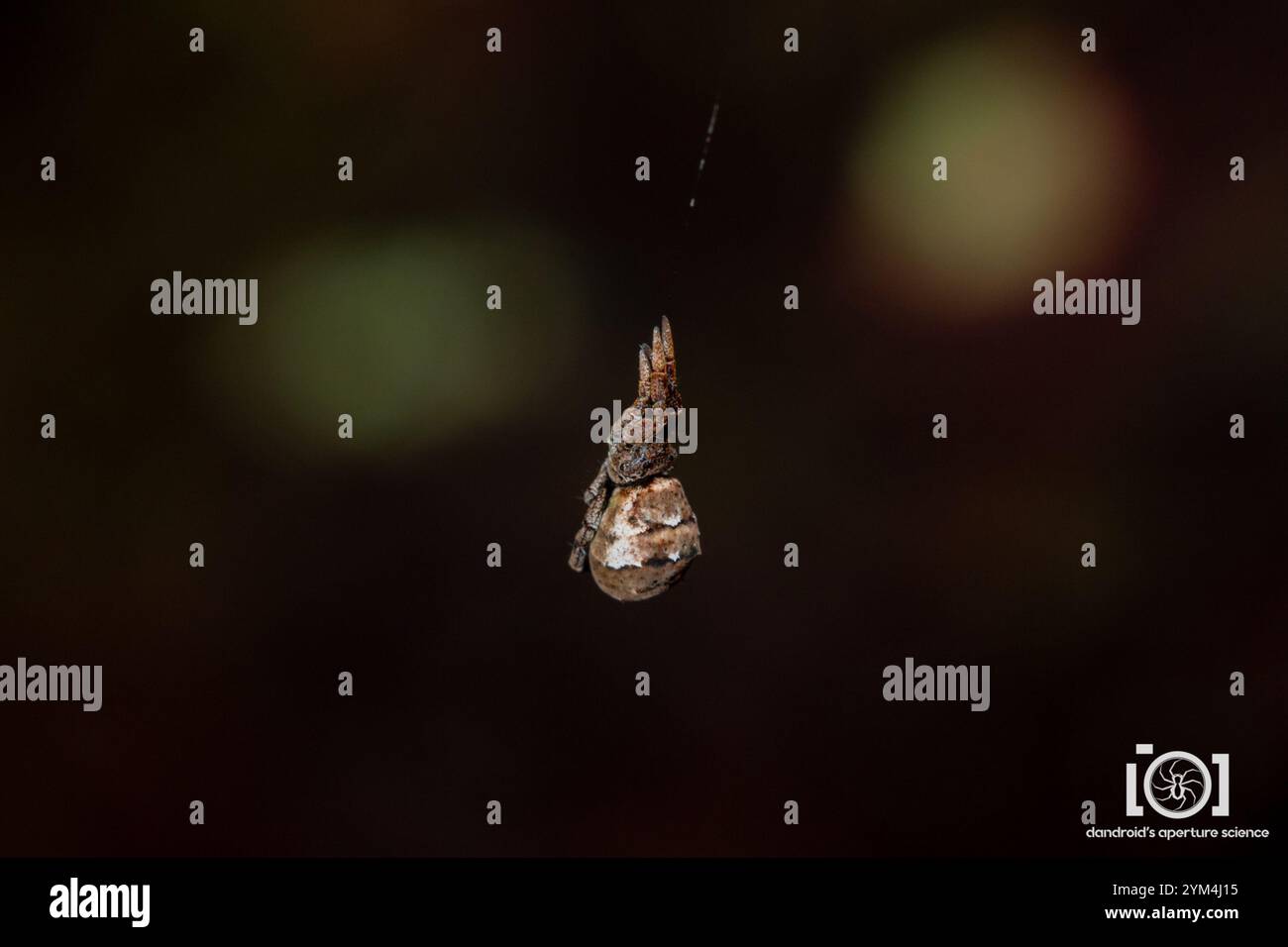 triangle weaver (Hyptiotes cavatus Stock Photo - Alamy