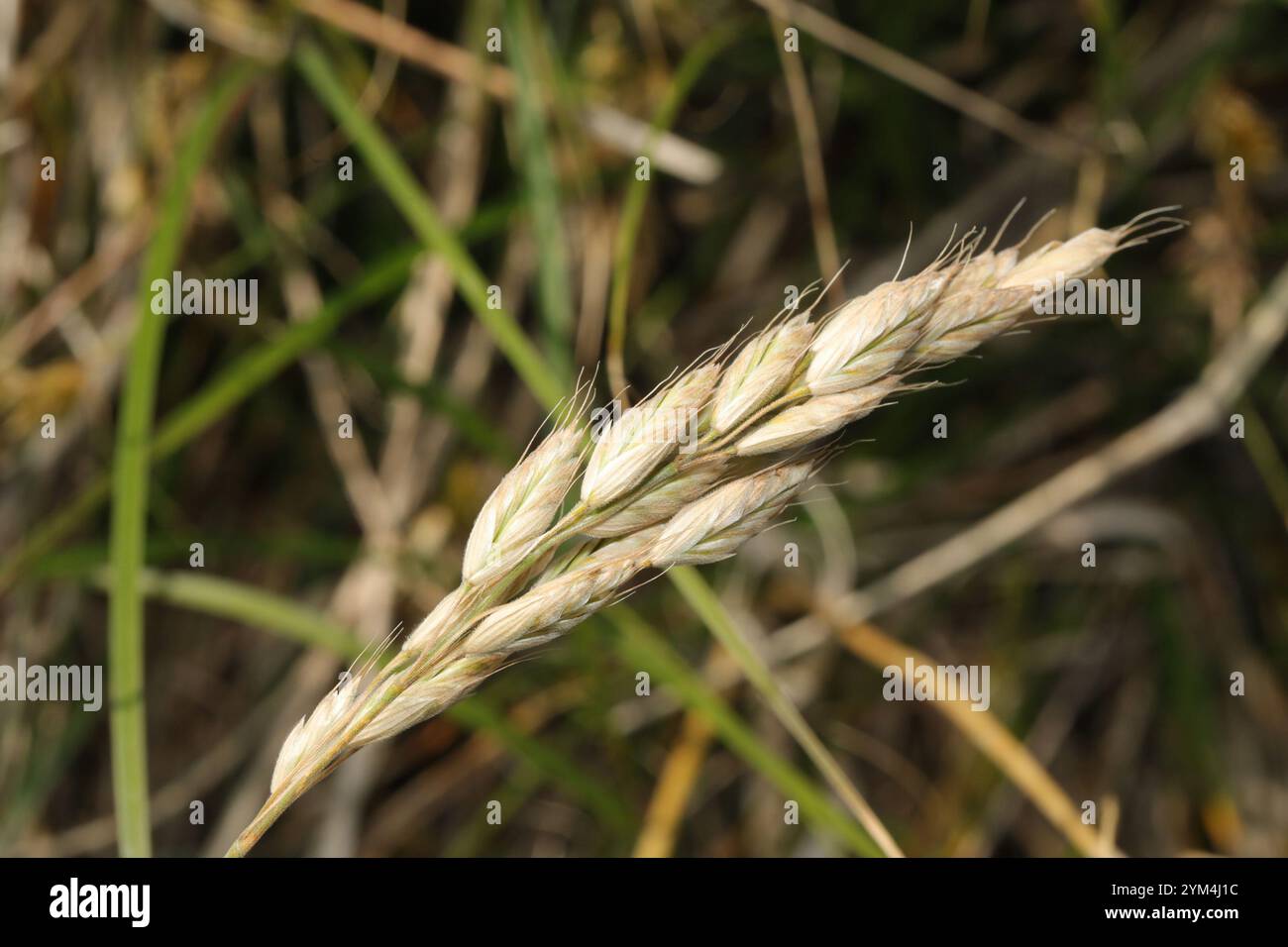 common soft brome (Bromus hordeaceus Stock Photo - Alamy