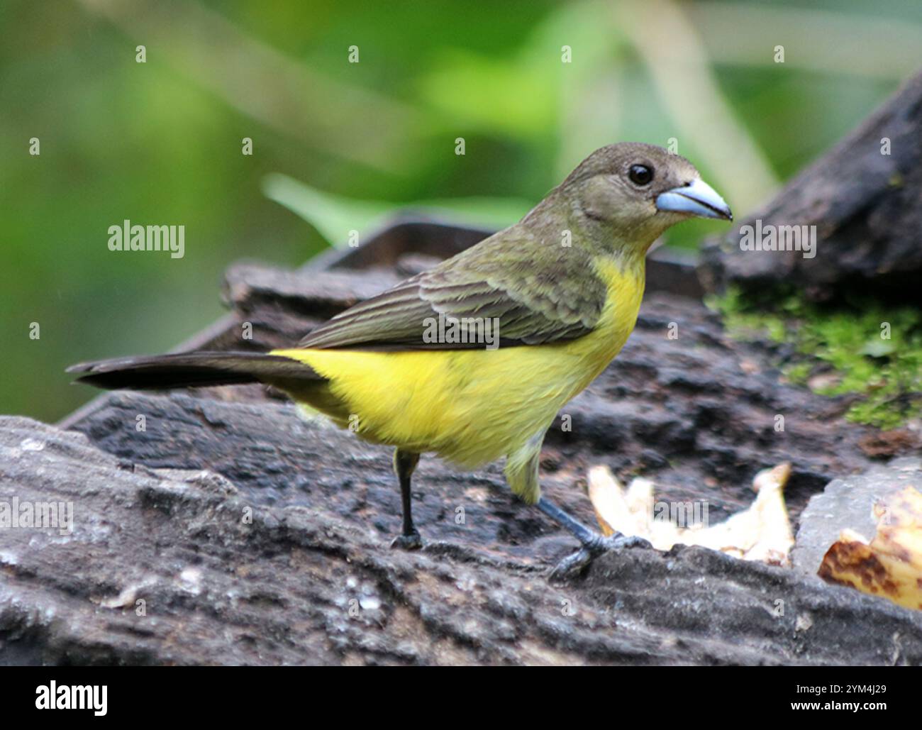 Flame-rumped Tanager (Ramphocelus flammigerus Stock Photo - Alamy