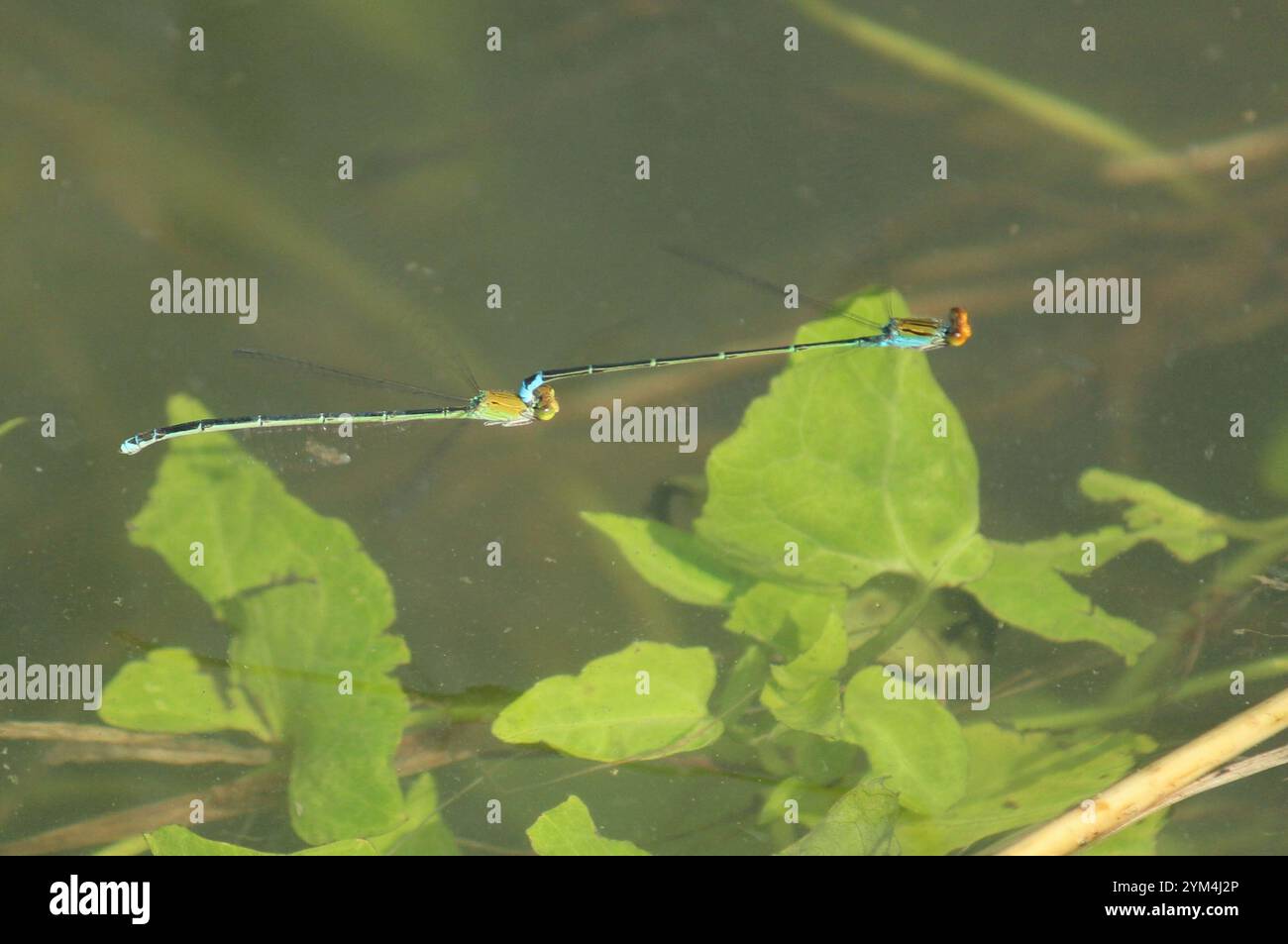Orange-faced Sprite (Pseudagrion rubriceps Stock Photo - Alamy