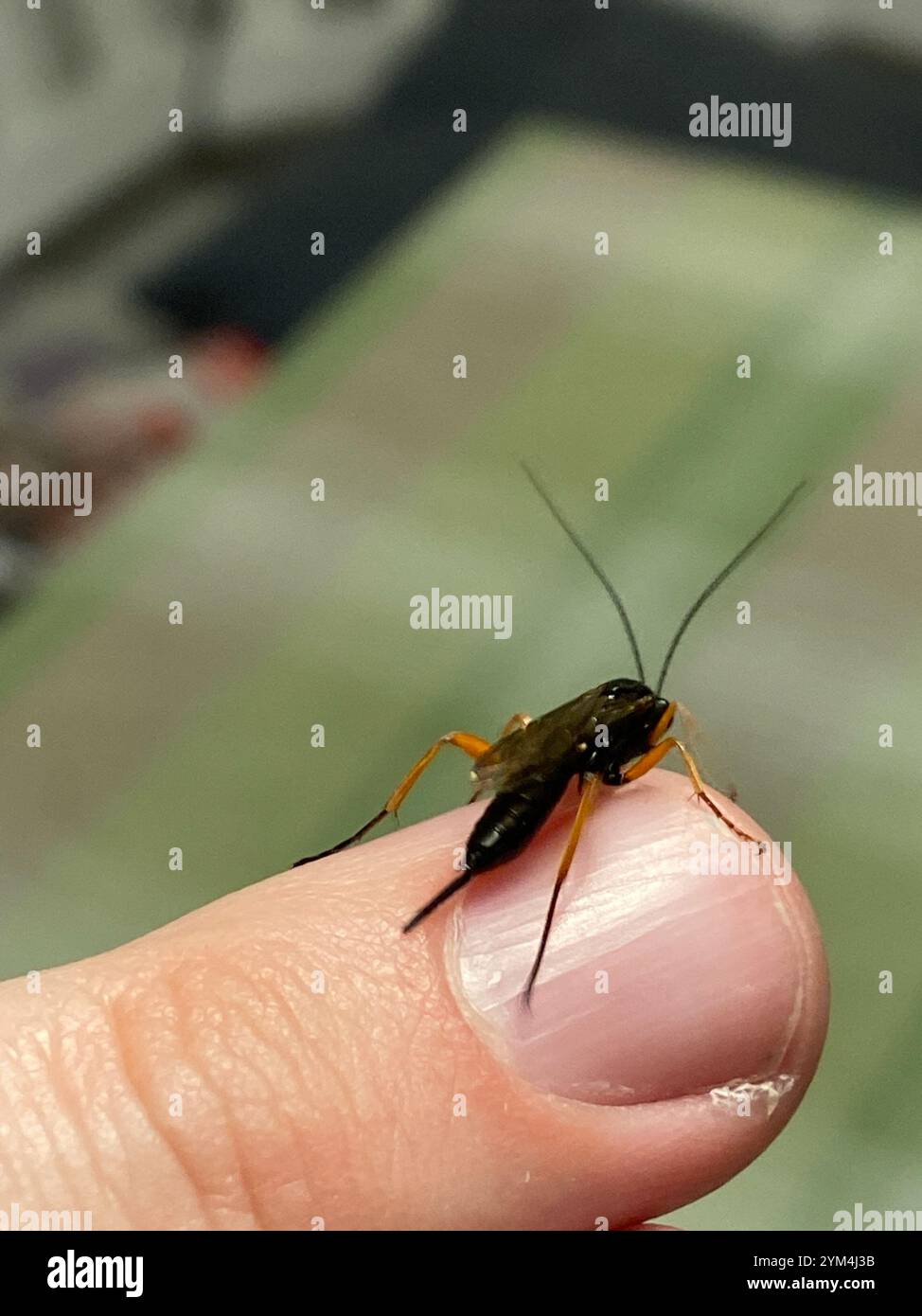 Pimpla rufipes hi-res stock photography and images - Alamy