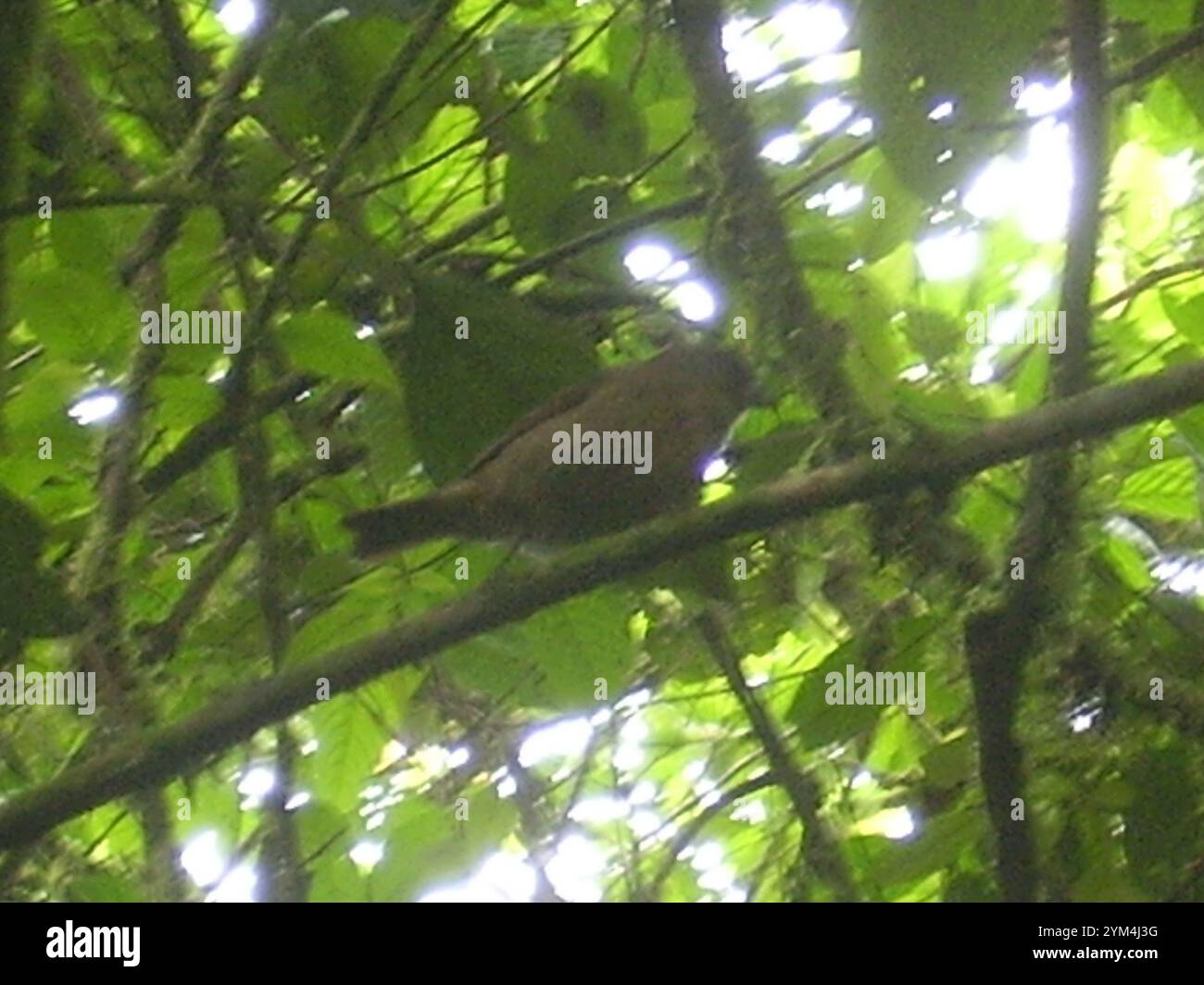 São Tomé Seedeater (Crithagra rufobrunnea thomensis Stock Photo - Alamy