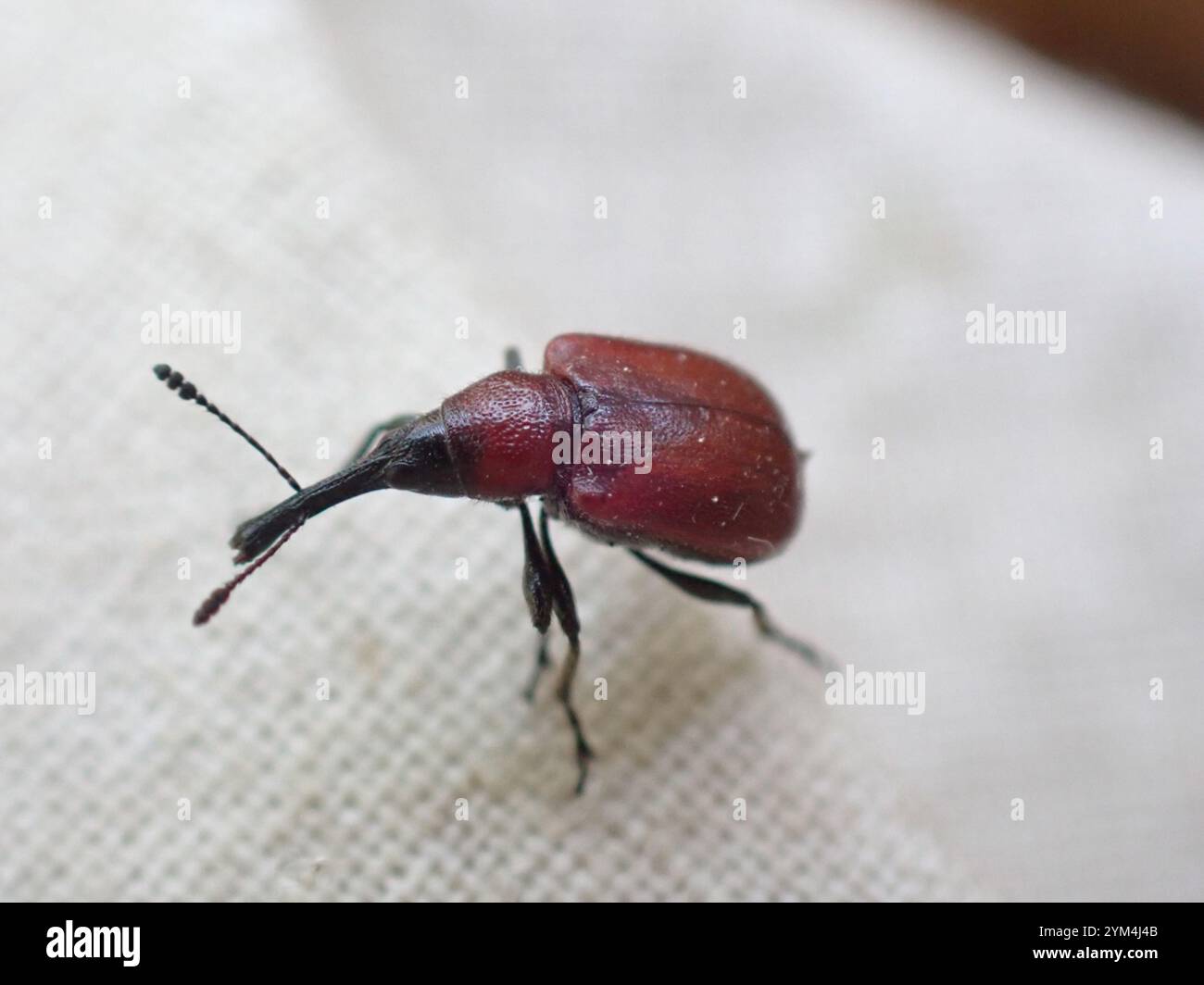 Merhynchites wickhami hi-res stock photography and images - Alamy