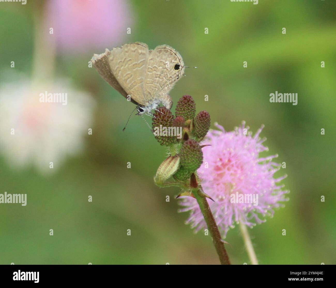 Common Line Blue (Prosotas nora Stock Photo - Alamy