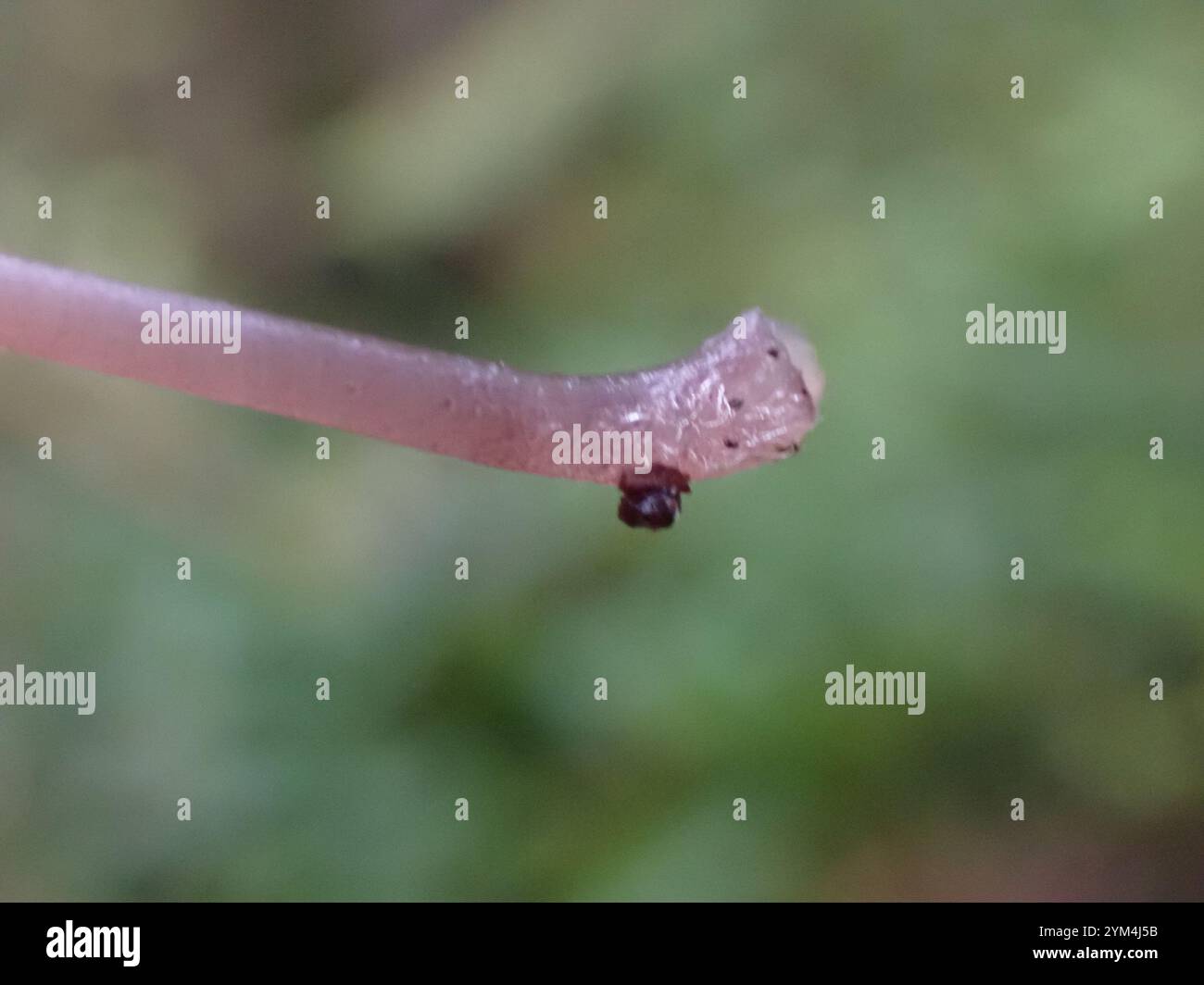 purple-edge bonnet (Mycena purpureofusca Stock Photo - Alamy