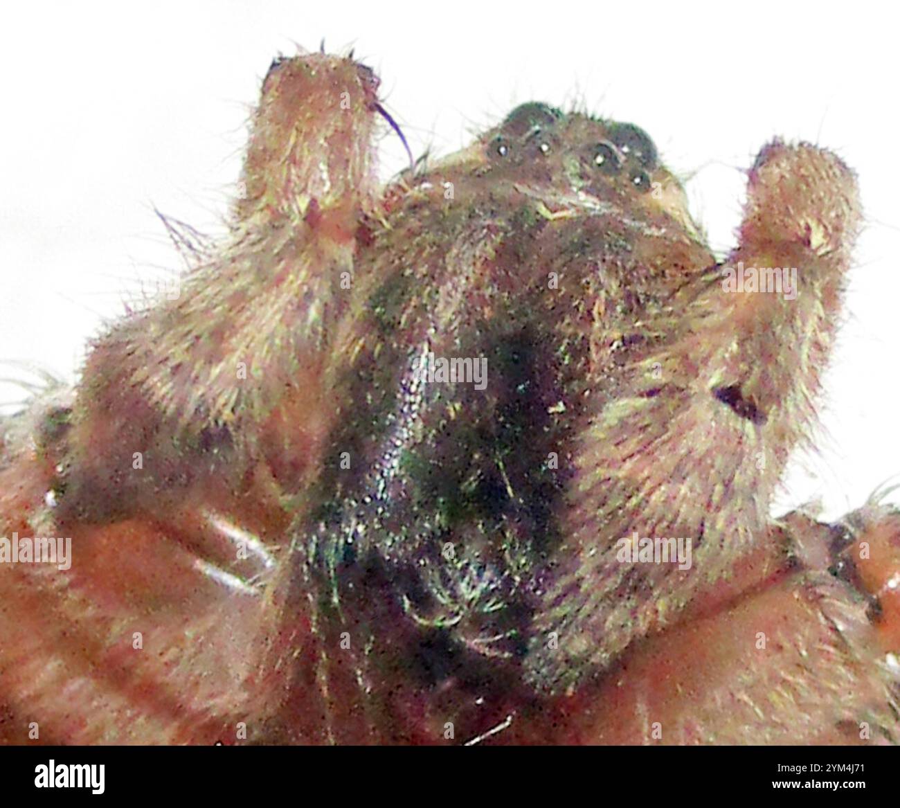 Ocyale Burrowing Wolf spider (Hippasosa guttata Stock Photo - Alamy