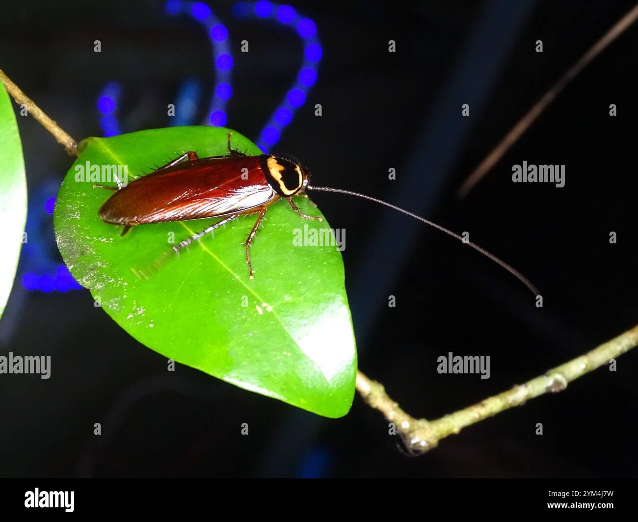 Periplaneta australasiae hi-res stock photography and images - Alamy