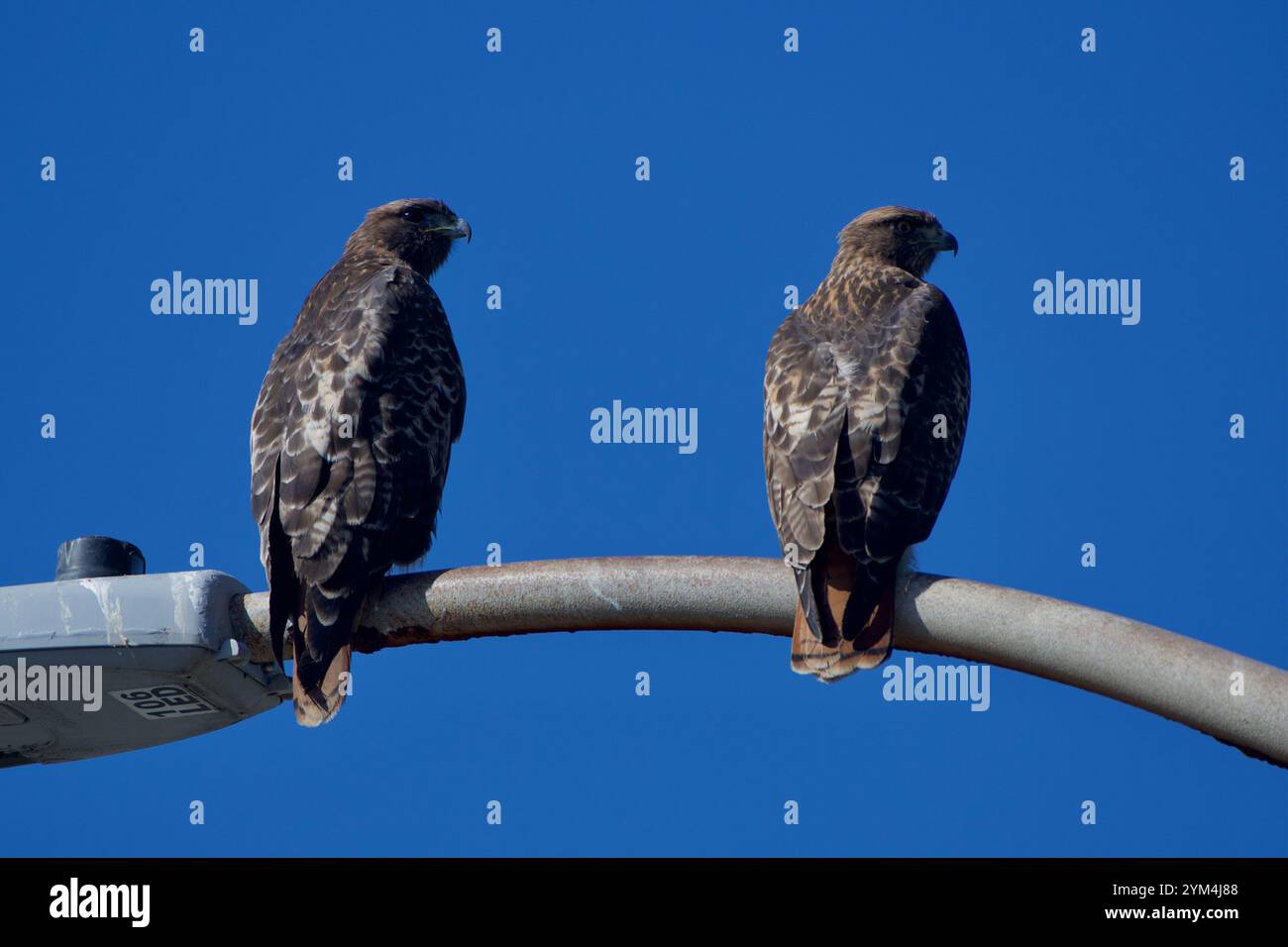 Western Red-tailed Hawk (Buteo jamaicensis calurus Stock Photo - Alamy