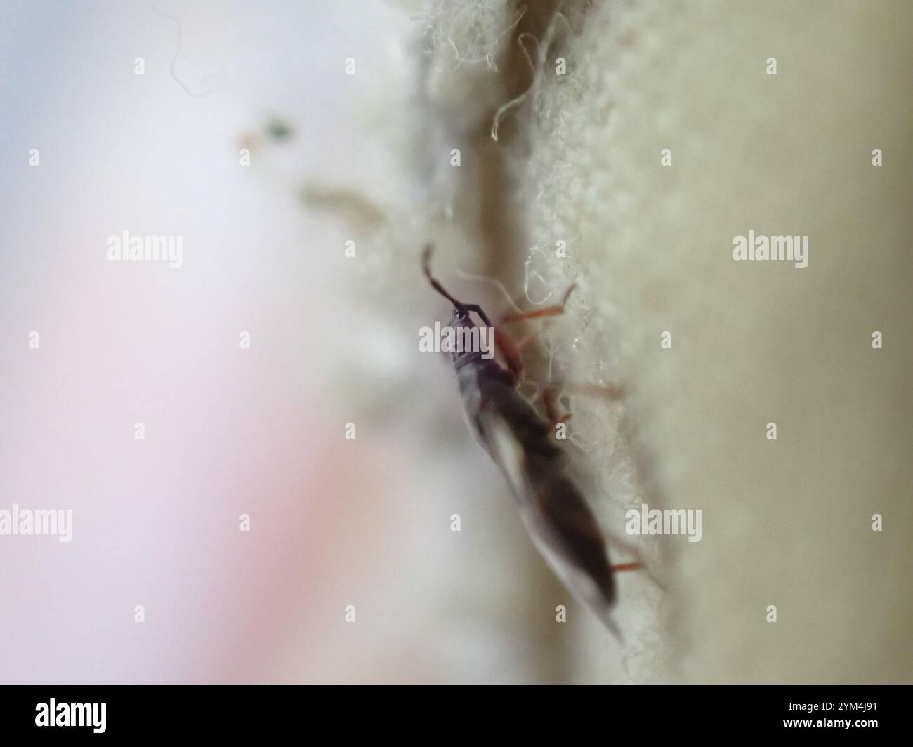 Minute pirate bugs (Anthocoridae Stock Photo - Alamy