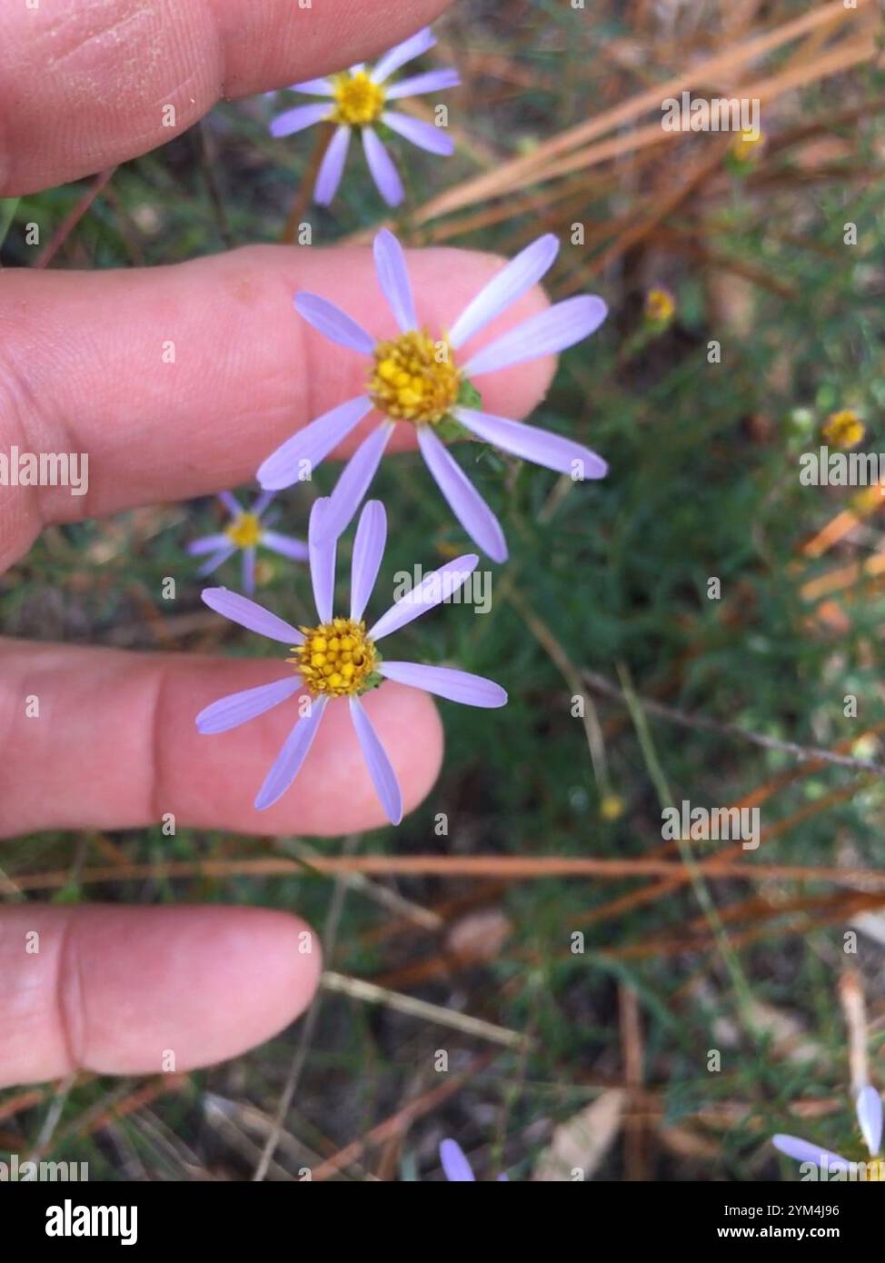 Ionactis hi-res stock photography and images - Alamy