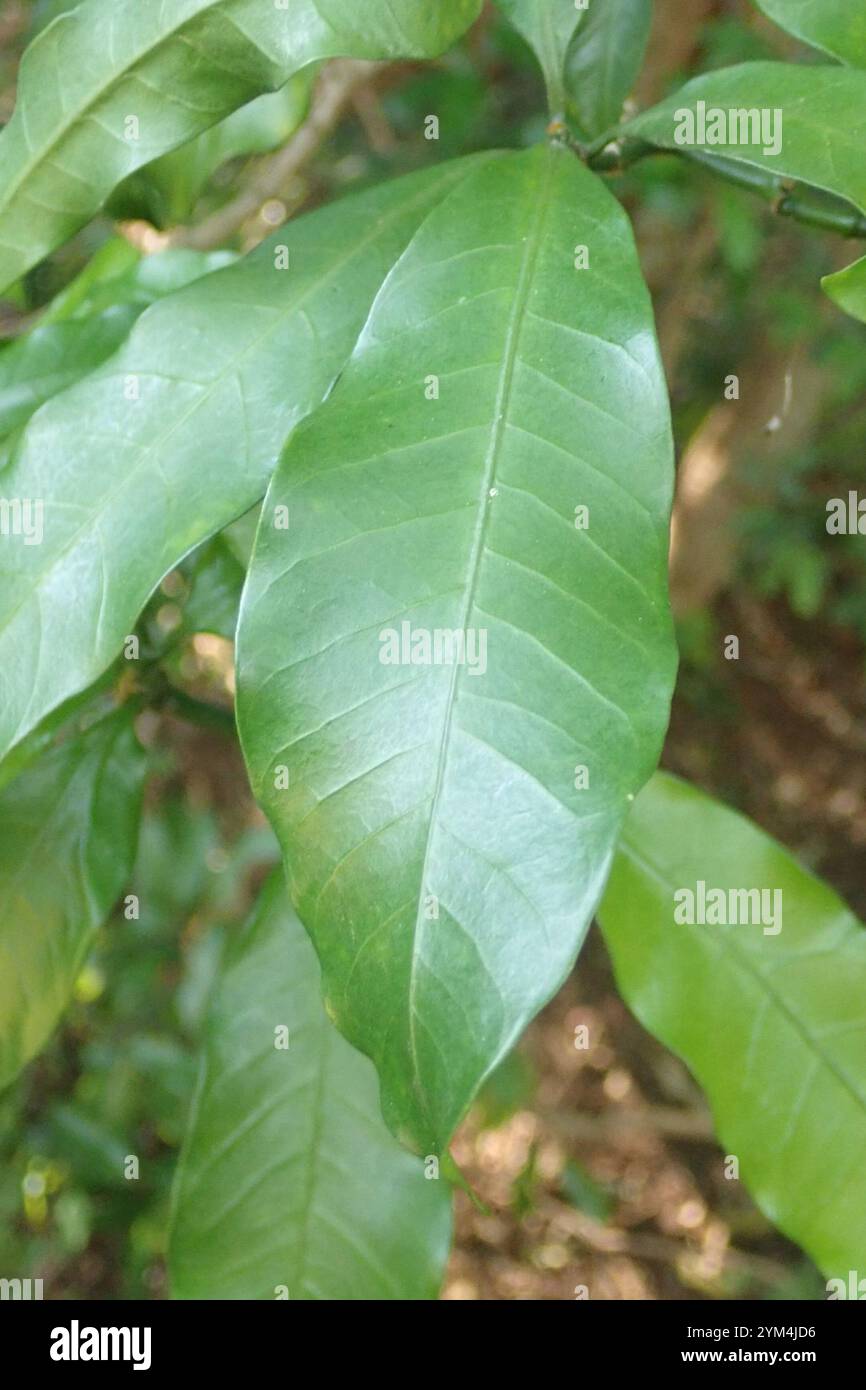 forest toad-tree (Tabernaemontana ventricosa Stock Photo - Alamy
