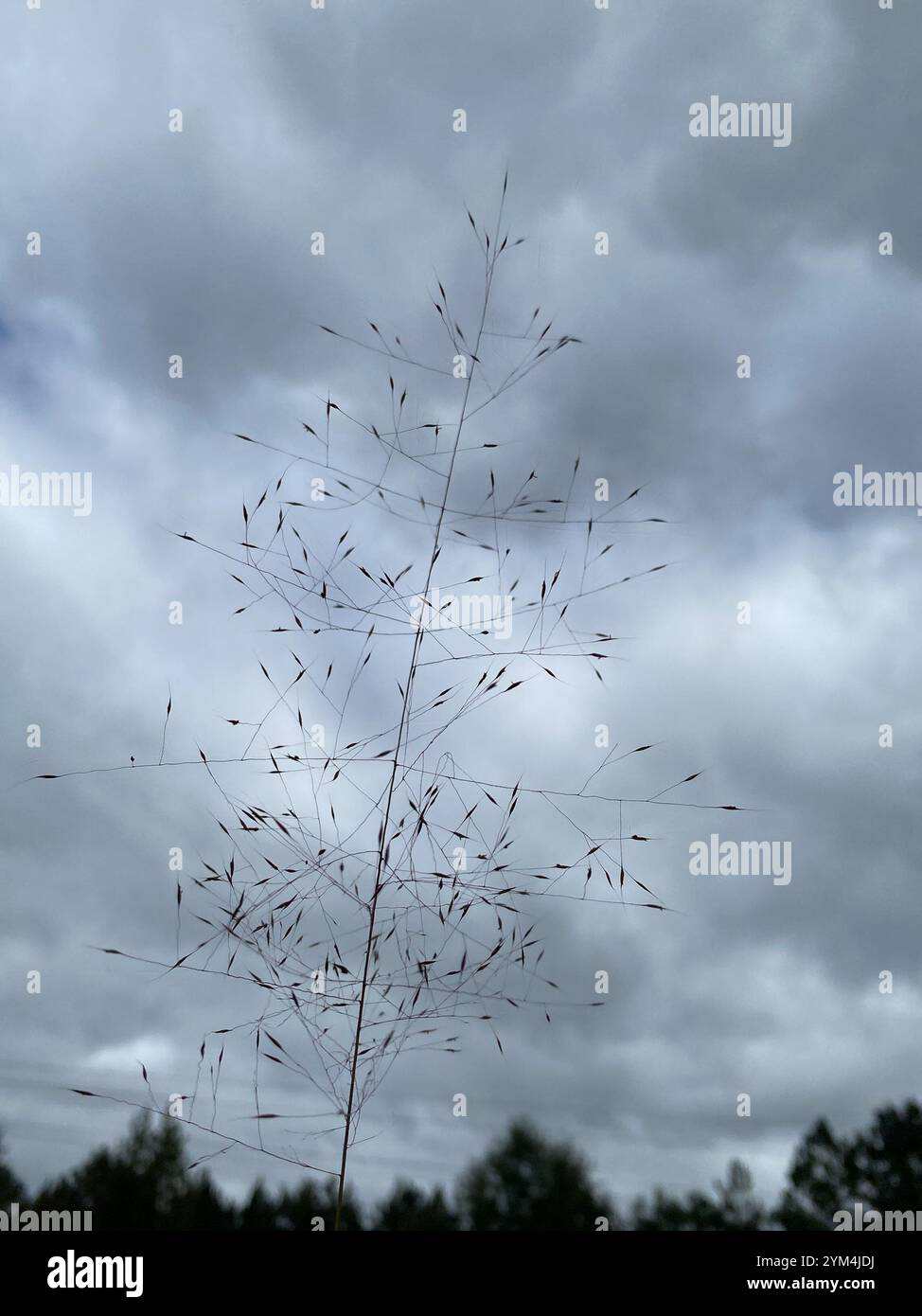 Hairawn Muhly (Muhlenbergia capillaris Stock Photo - Alamy