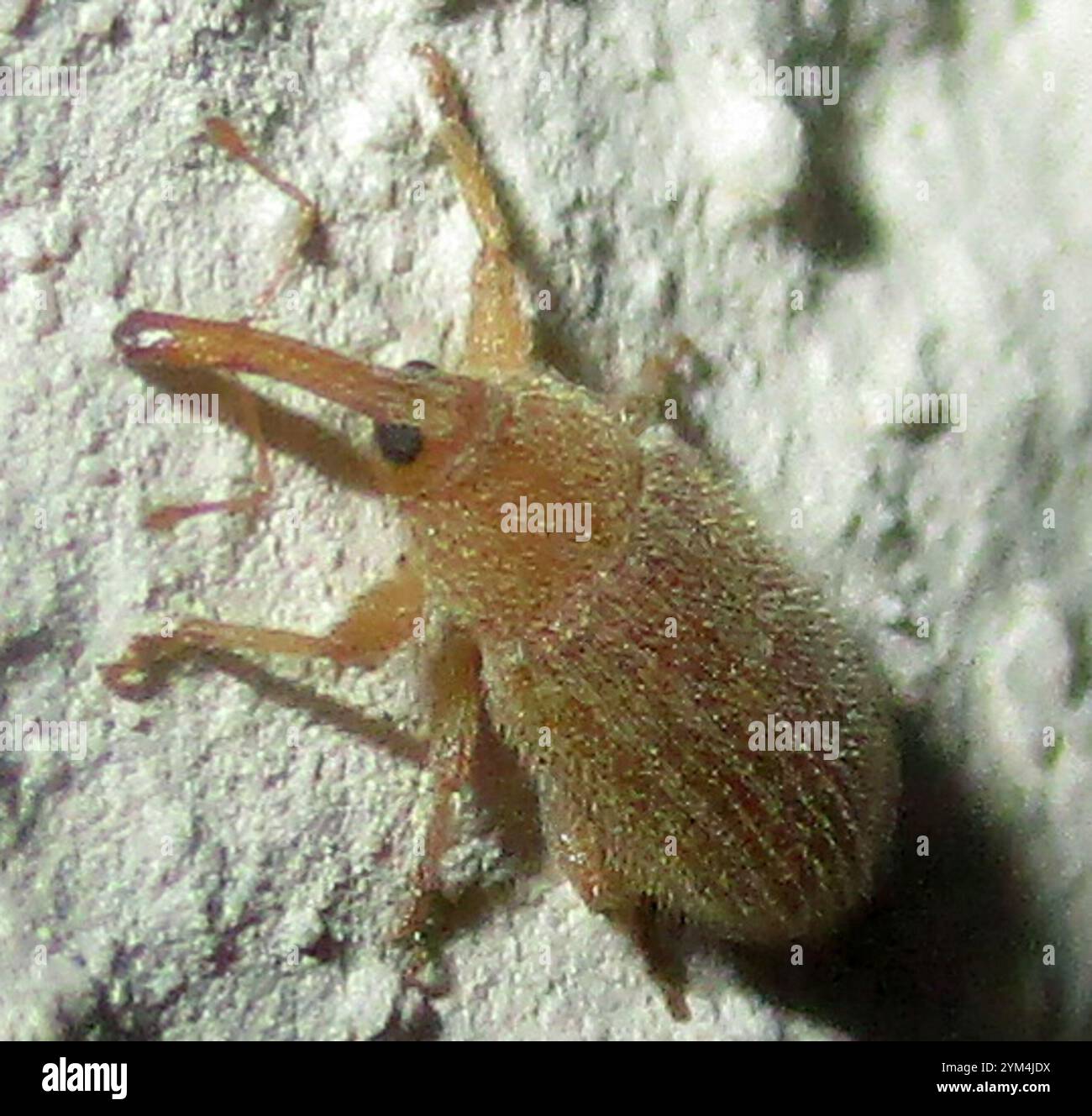 True Weevils (Curculionidae Stock Photo - Alamy