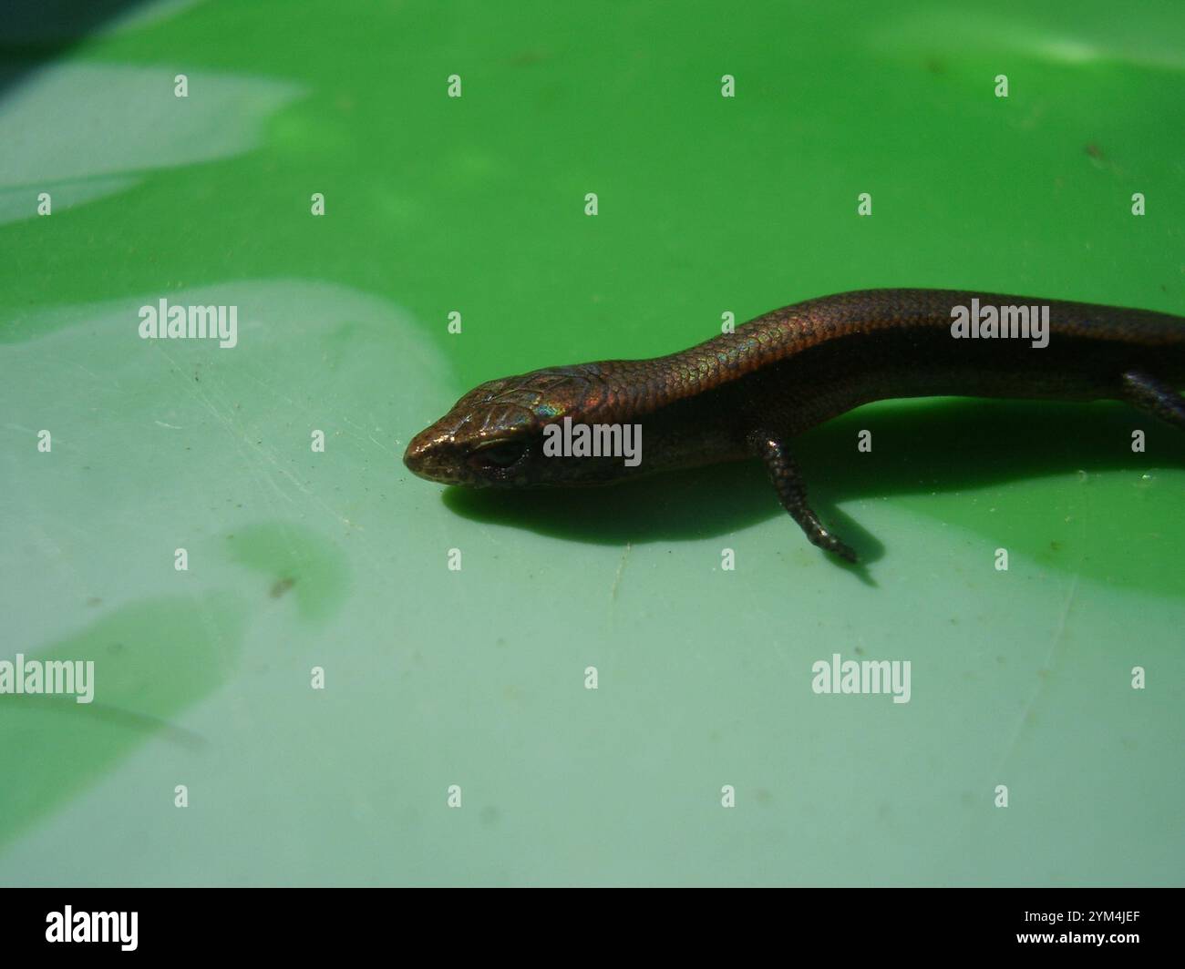 São Tomé Island Leaf-litter Skink (Panaspis thomensis Stock Photo - Alamy