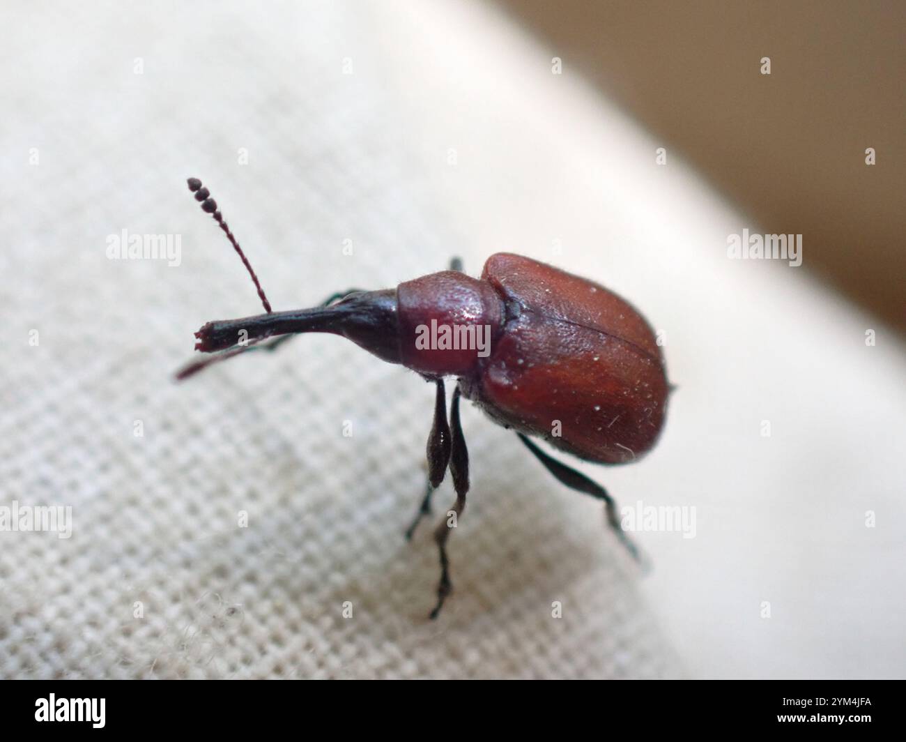Merhynchites wickhami hi-res stock photography and images - Alamy