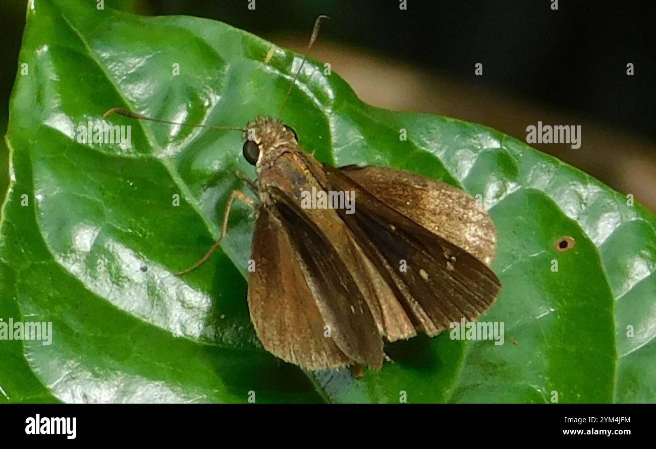 Three-spotted Skipper (Cymaenes tripunctus Stock Photo - Alamy
