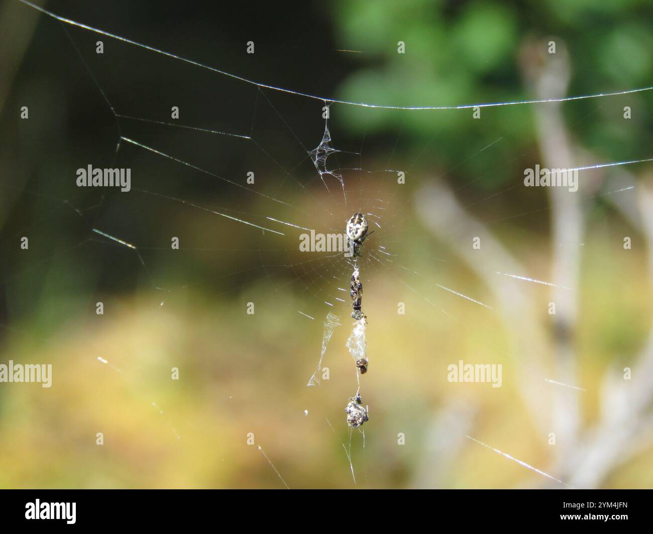 Conical Trashline Orbweaver (Cyclosa conica Stock Photo - Alamy
