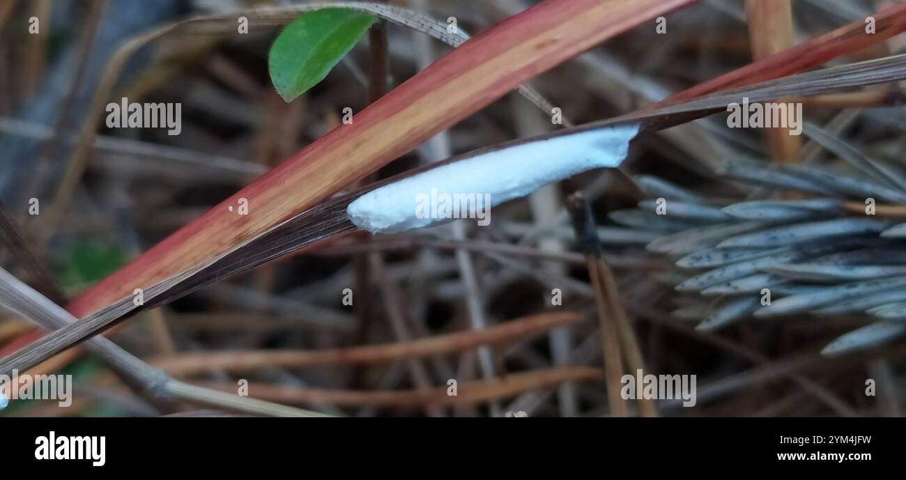 cottony grass scale (Eriopeltis festucae Stock Photo - Alamy