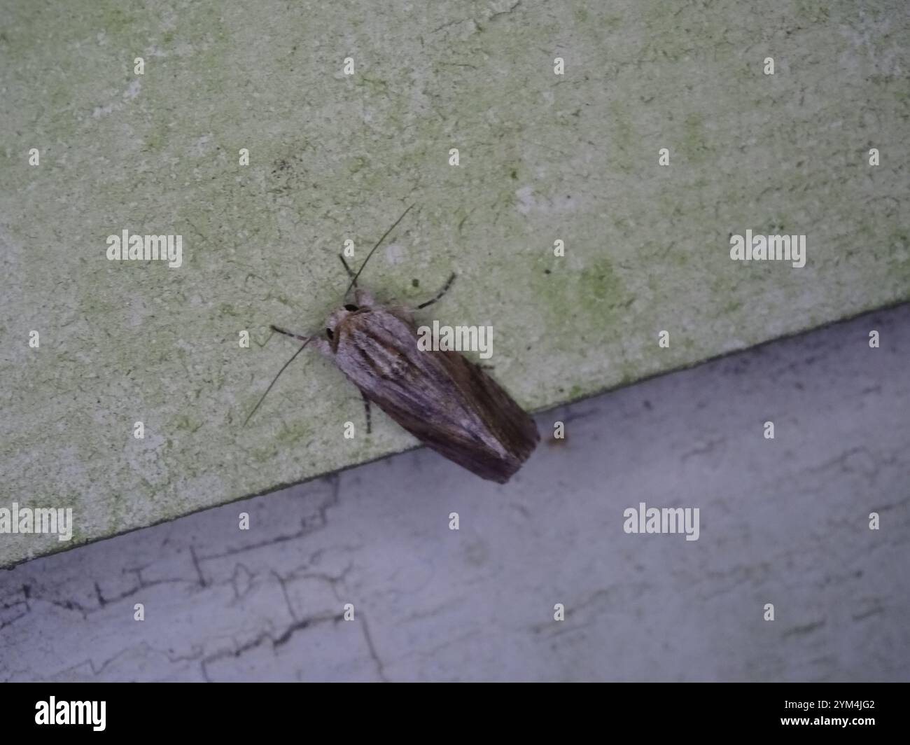Southern Armyworm Moth (Spodoptera eridania Stock Photo - Alamy