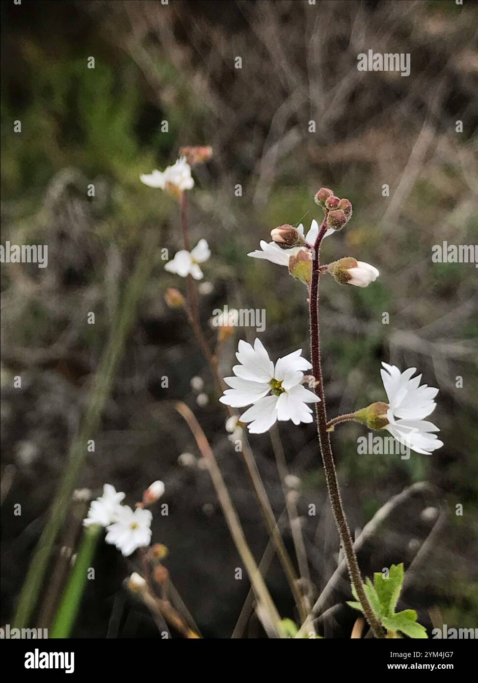 San Francisco woodland-star (Lithophragma affine Stock Photo - Alamy