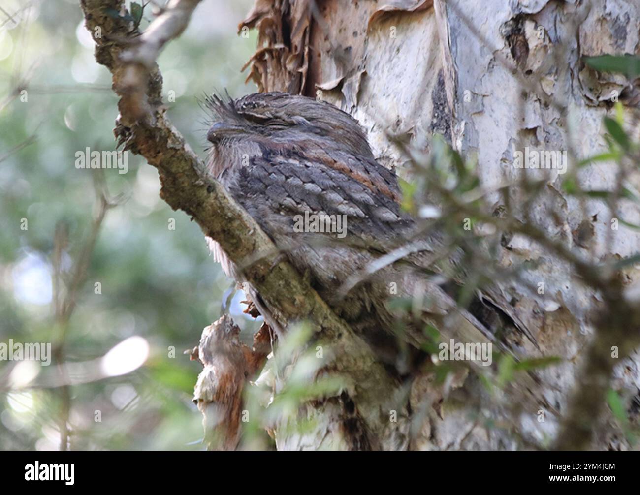 Tawny Frogmouth (Podargus strigoides Stock Photo - Alamy
