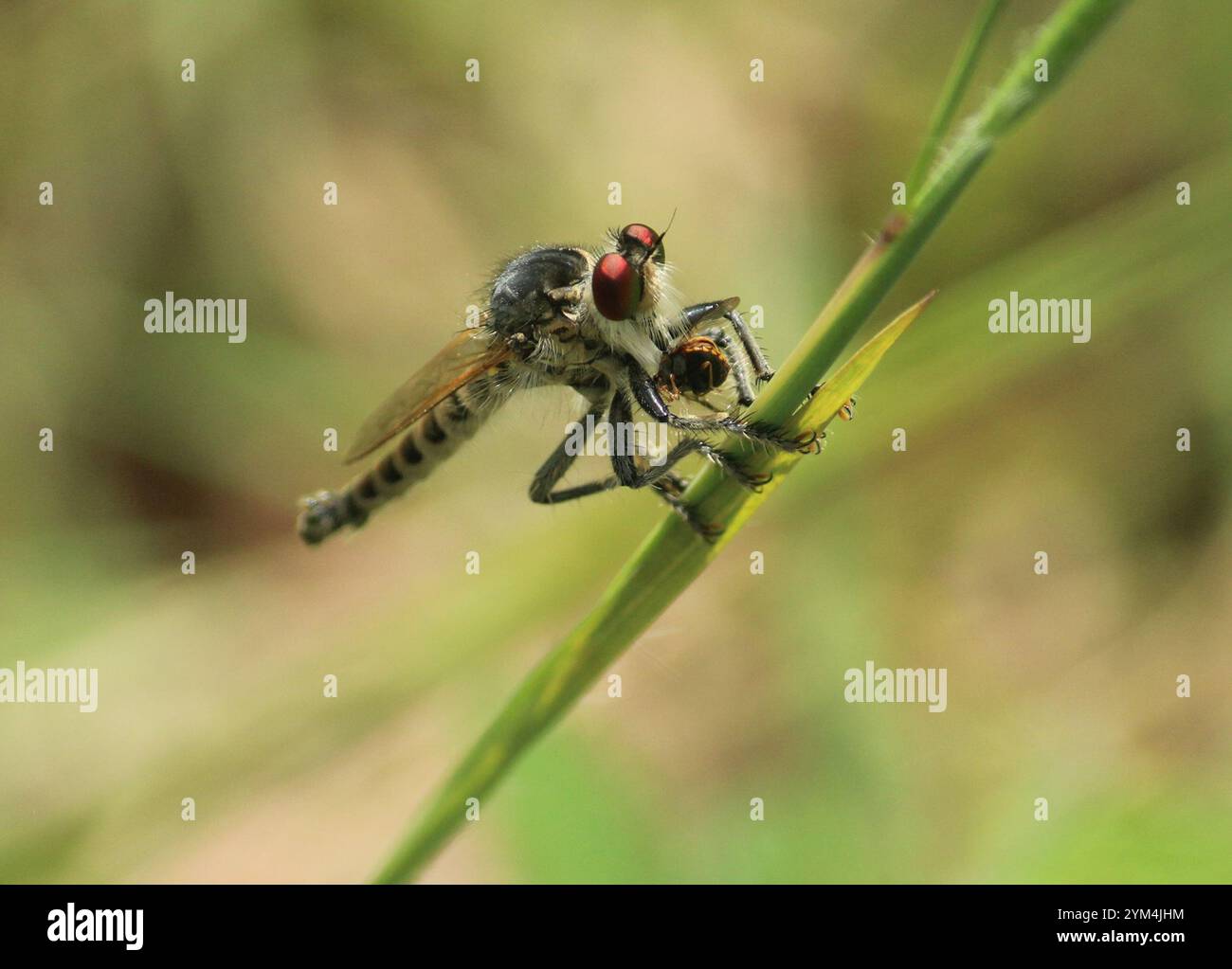 Giant Robber Flies (Promachus Stock Photo - Alamy
