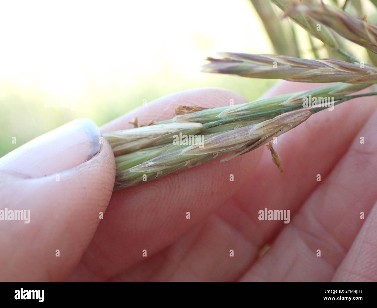 Smooth brome hi-res stock photography and images - Alamy