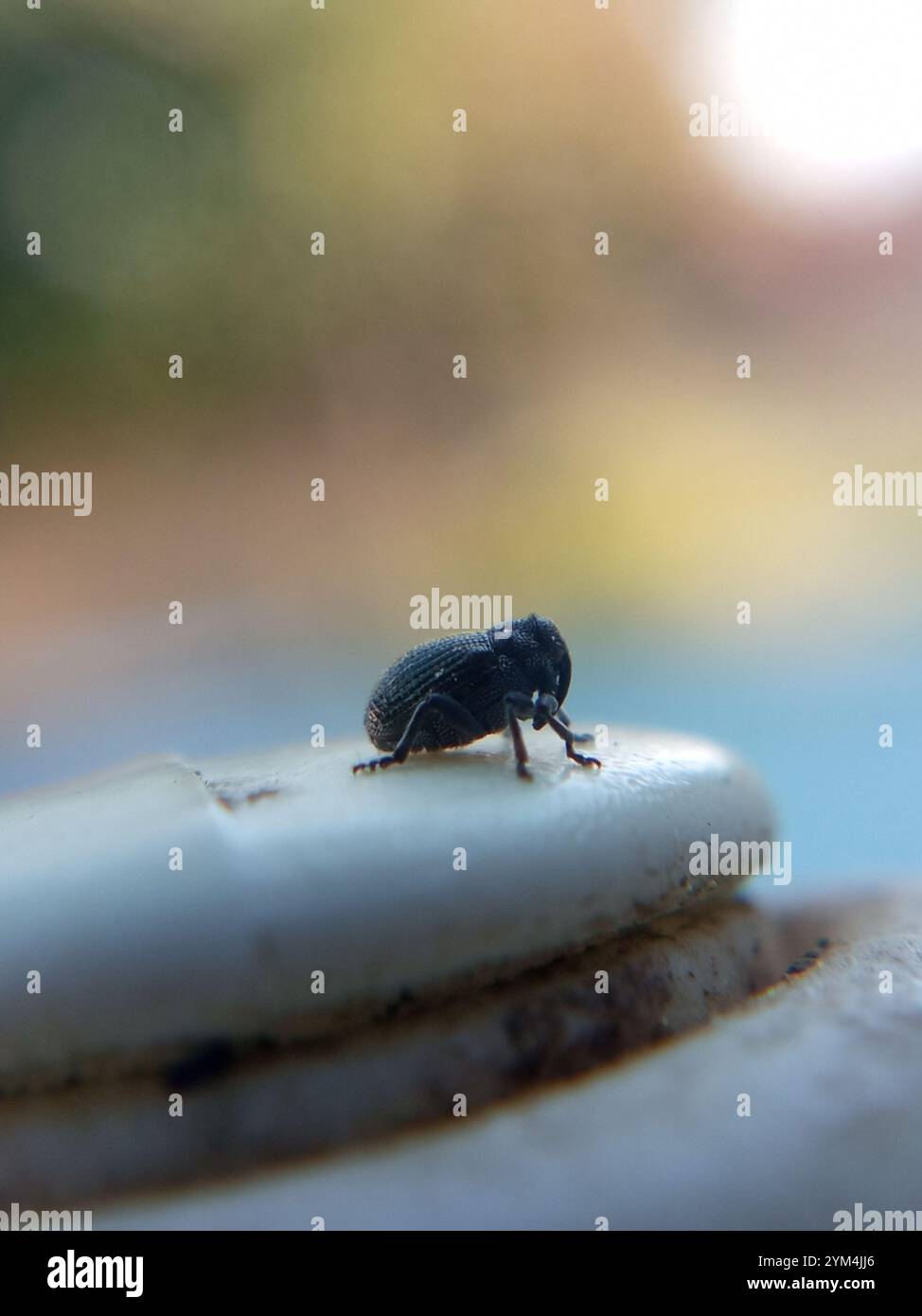 True Weevils (Curculionidae Stock Photo - Alamy