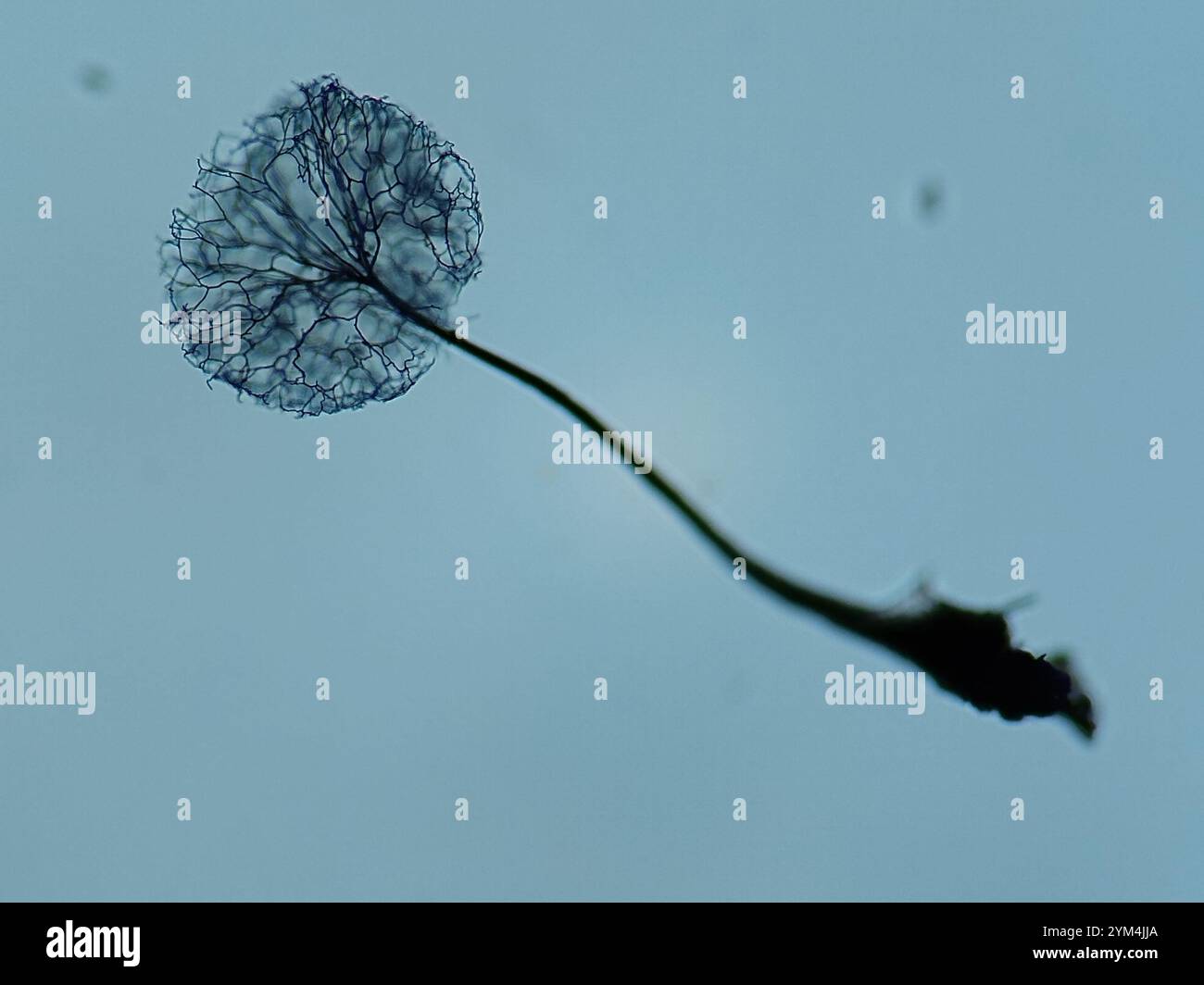 Comatricha elegans hi-res stock photography and images - Alamy