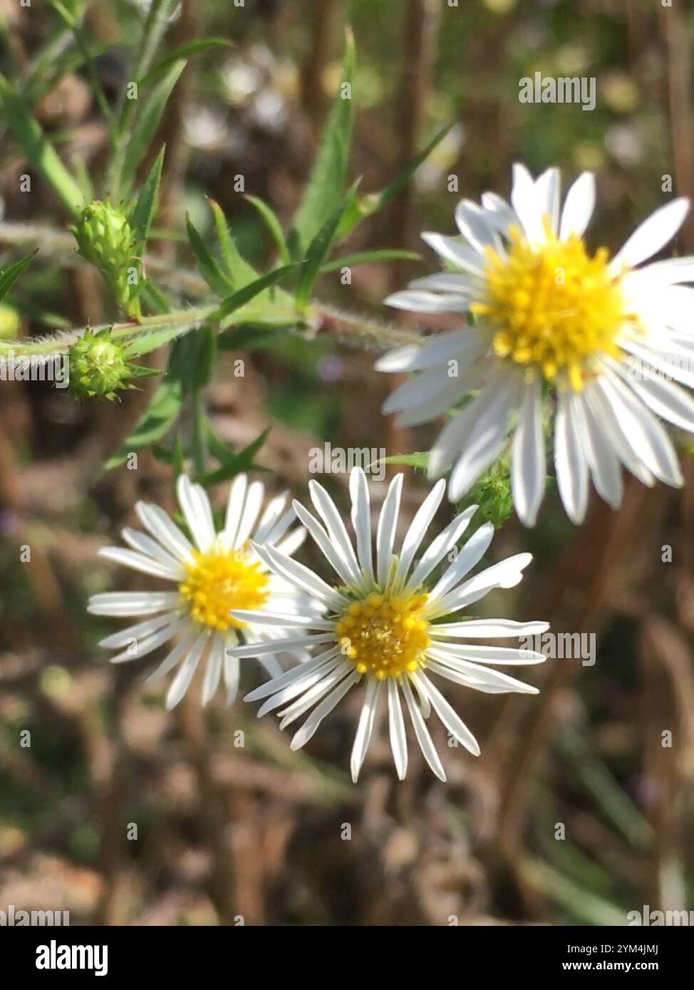 hairy white oldfield aster (Symphyotrichum pilosum Stock Photo - Alamy